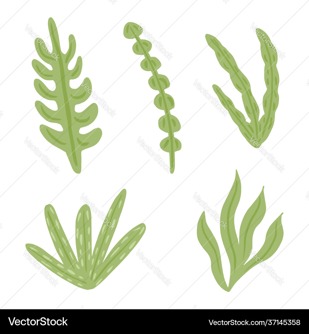 Set green seaweed isolated on white background Vector Image