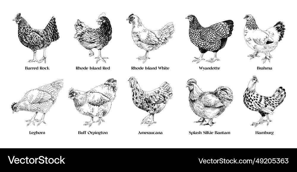Hand drawn hens of different breeds collection Vector Image