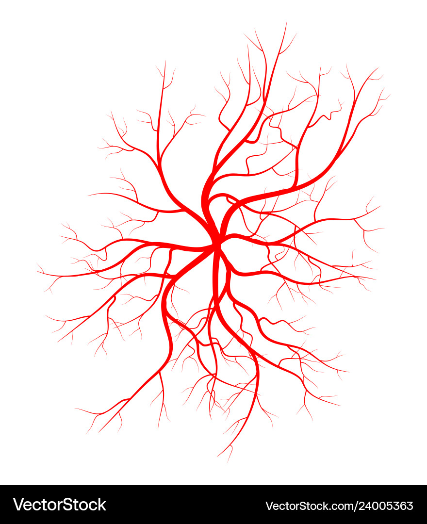 Human vein vessel symbol icon design Royalty Free Vector