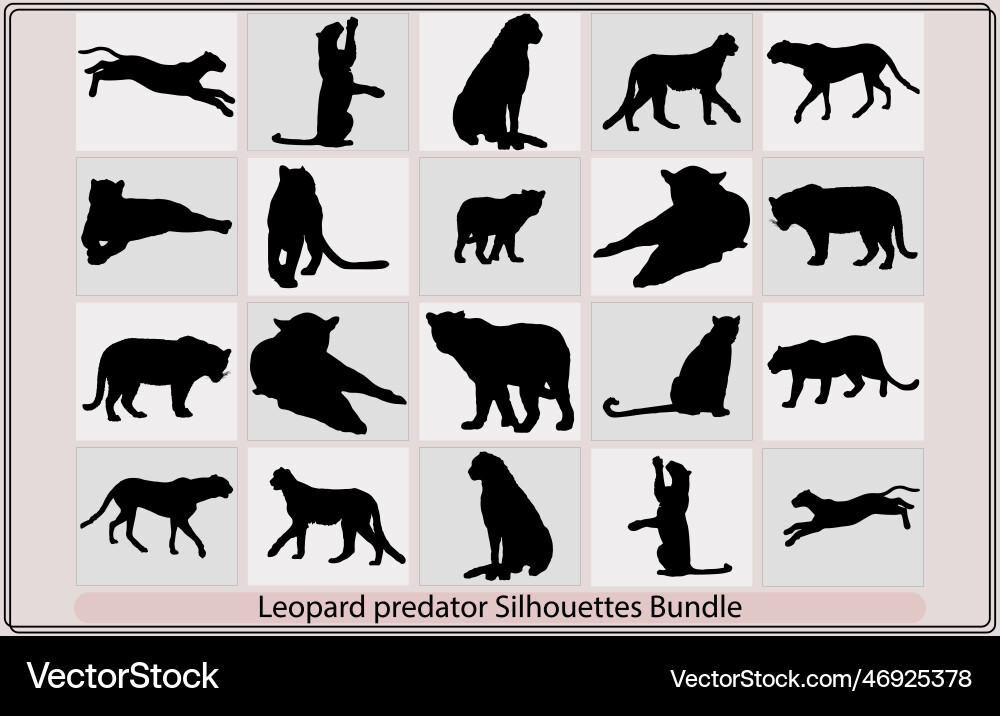 Set of cheetah or leopard in different angles Vector Image