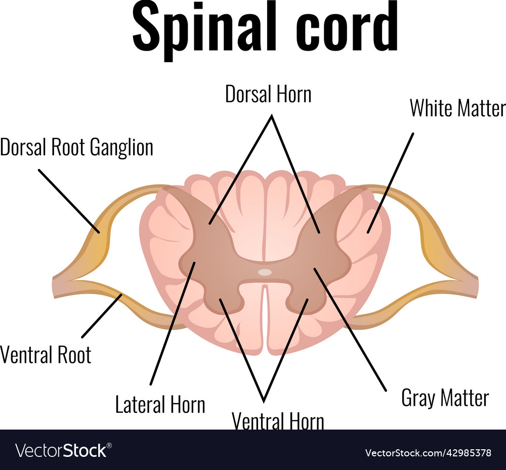 Spinal cord neurology composition Royalty Free Vector Image Spinal cord neurology composition Royalty Free Vector Image
