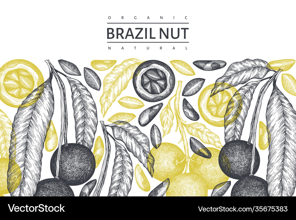 Hand drawn brazilian branch and kernels Royalty Free Vector