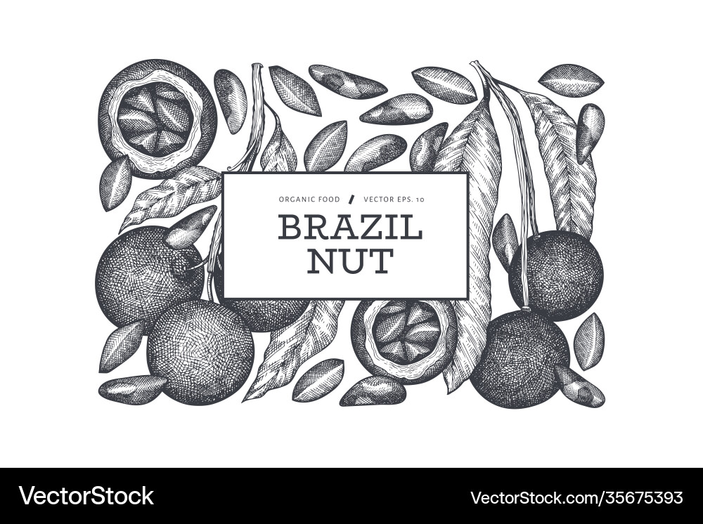 Hand drawn brazilian branch and kernels Royalty Free Vector