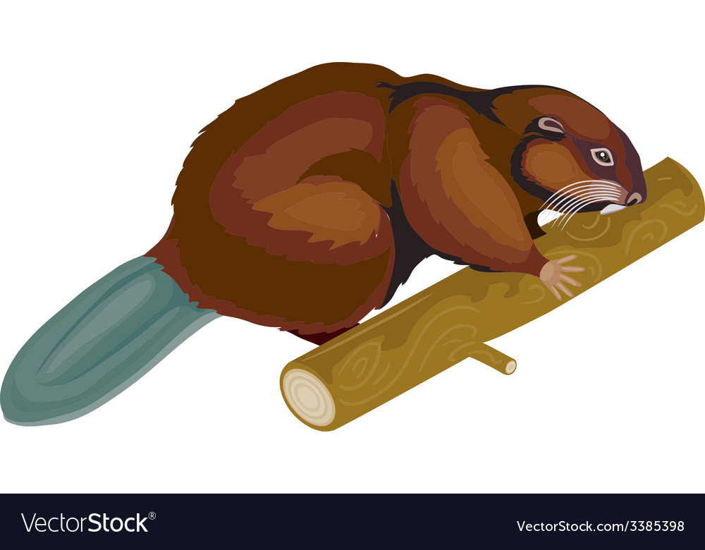Beaver Royalty Free Vector Image - VectorStock