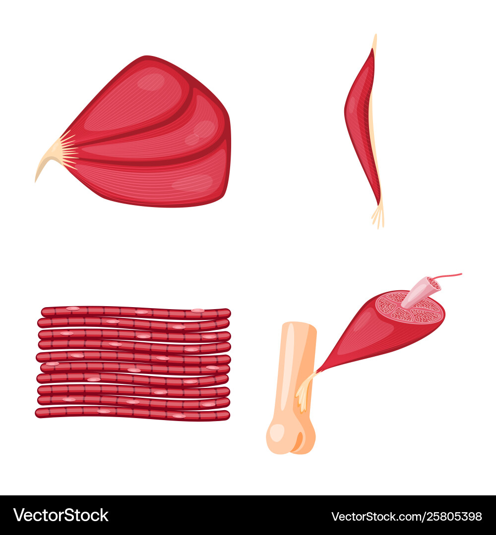 Muscle and cells icon Royalty Free Vector Image