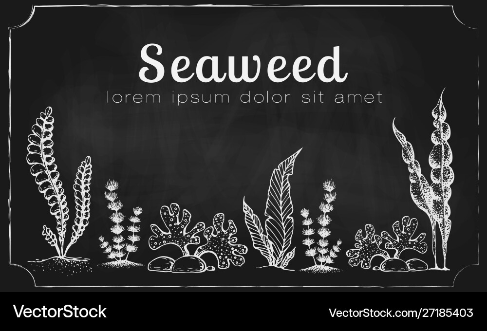 Horizontal seaweed banner vintage Royalty Free Vector Image