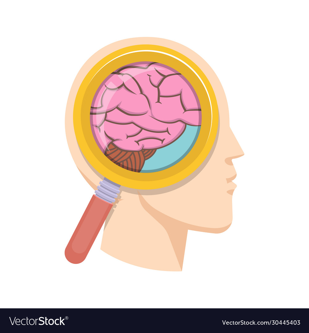 Human brain study Royalty Free Vector Image - VectorStock