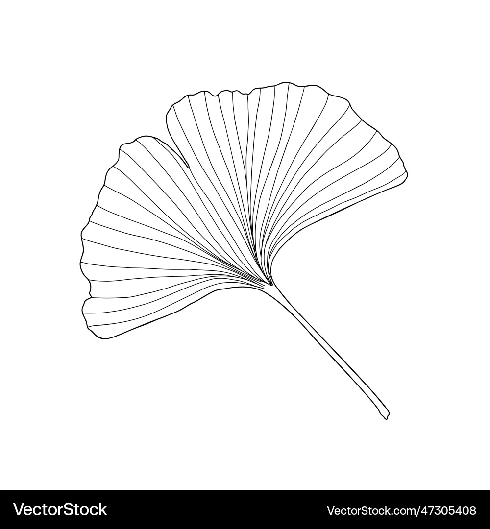 Fresh ginkgo leaf black and white outline hand Vector Image