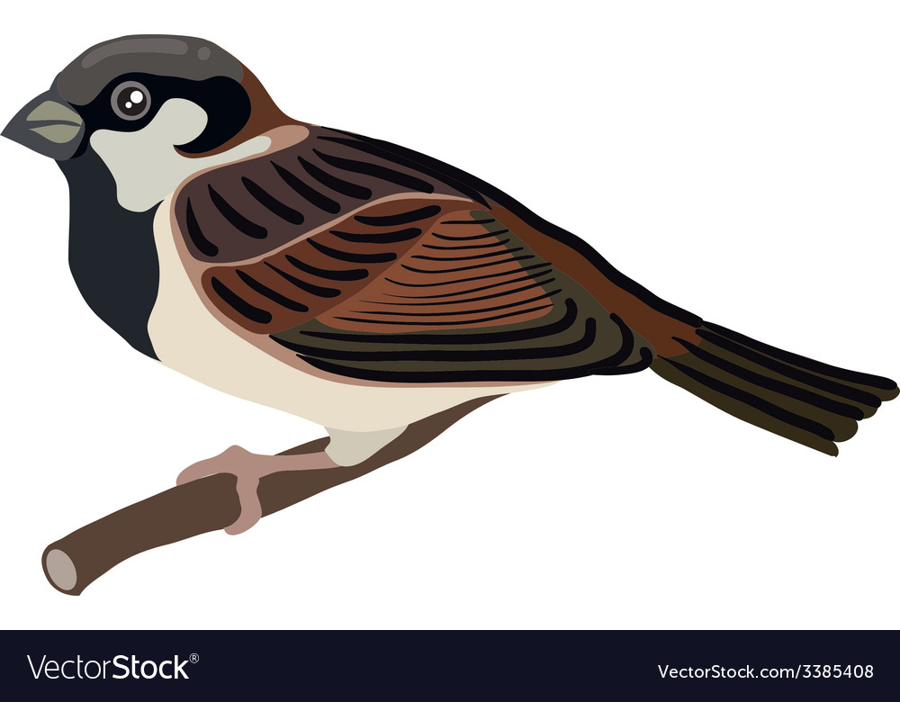 Sparrow Royalty Free Vector Image - VectorStock