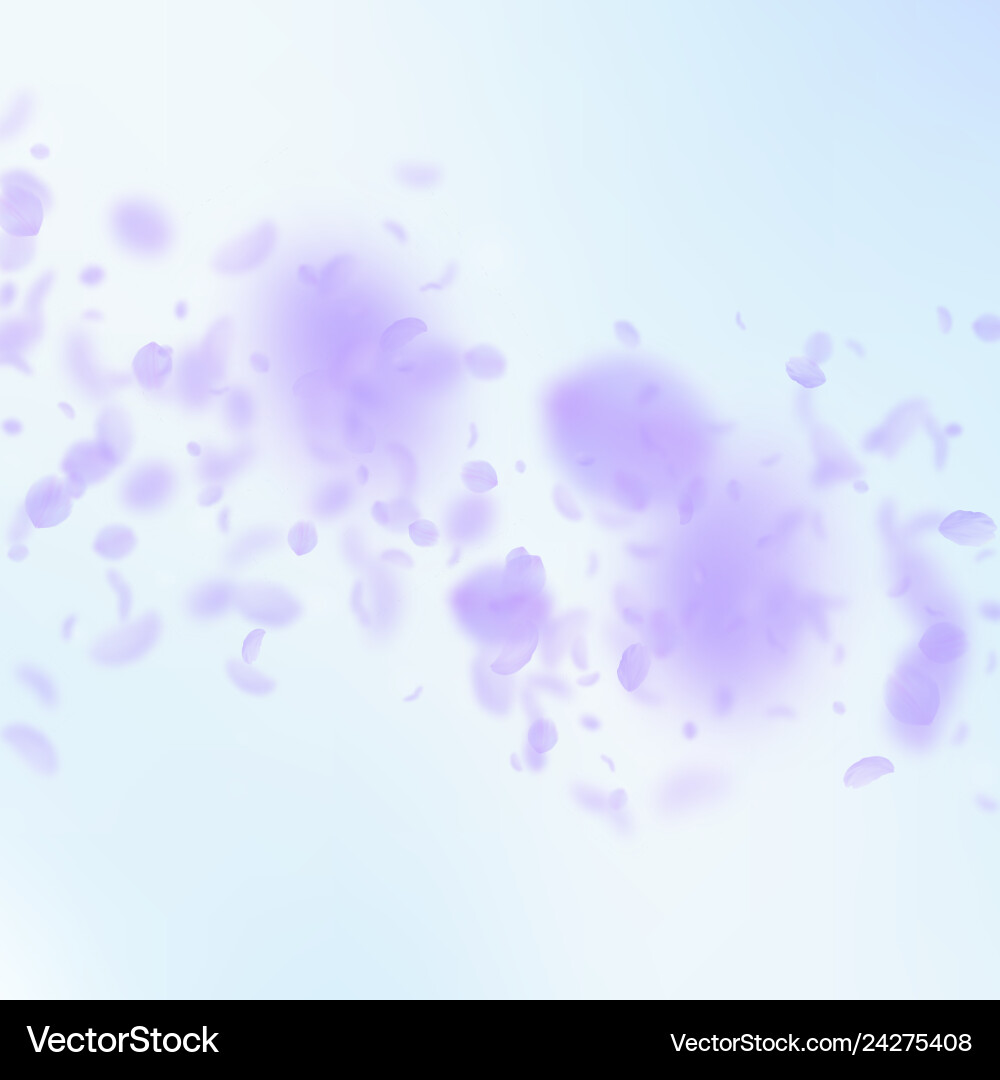 Violet flower petals falling down memorable roman Vector Image