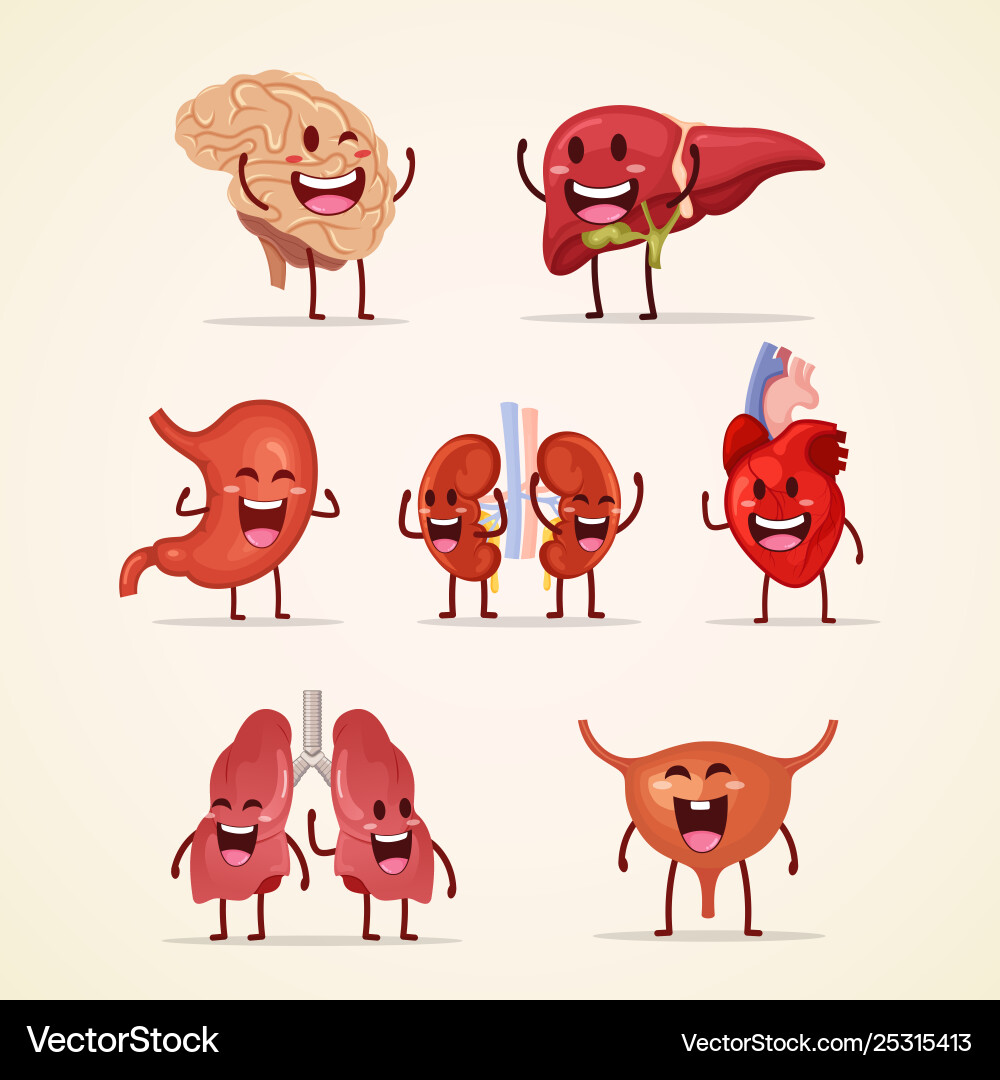Cartoon Internal Organs Human Anatomy Royalty Free Vector