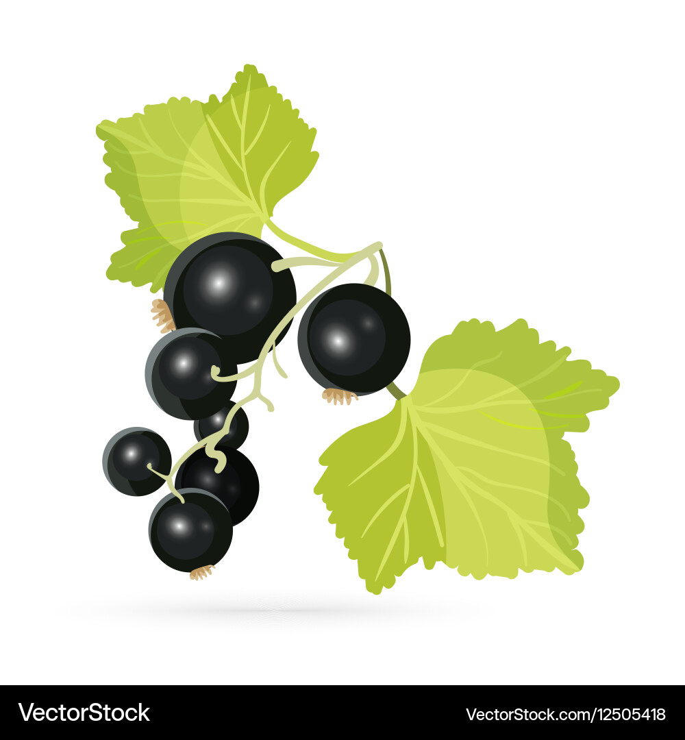 Blackcurrant with leaves isolated on white Vector Image