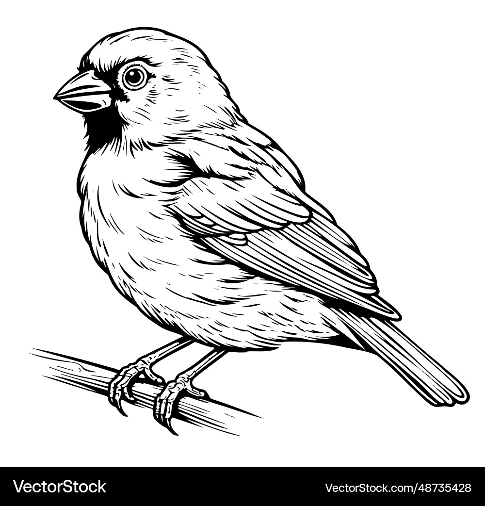 Cute canary hand drawn sketch Royalty Free Vector Image
