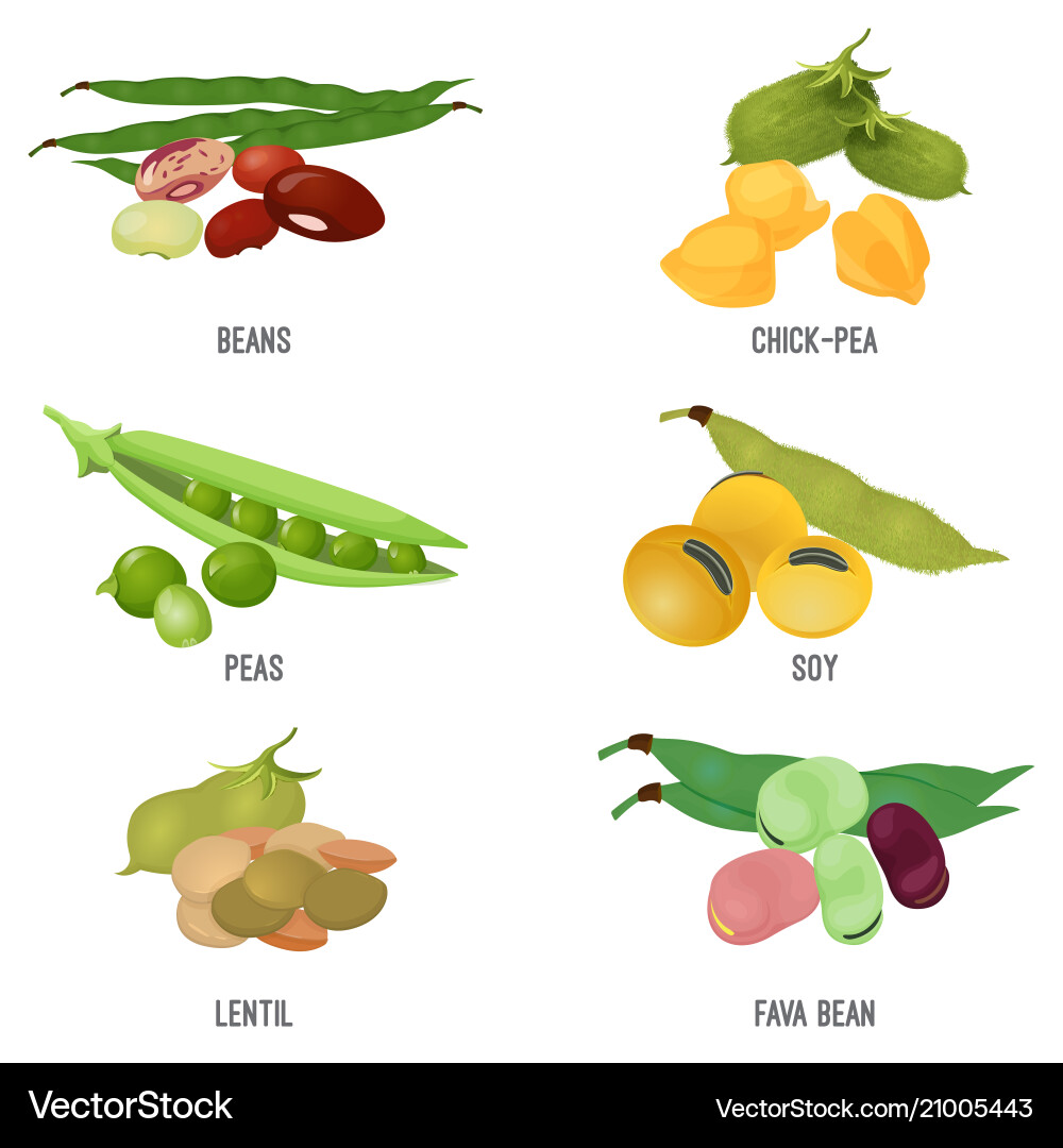 Beans species set healthy and nutritious natural Vector Image