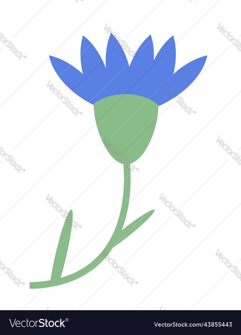 Cornflower side view Royalty Free Vector Image