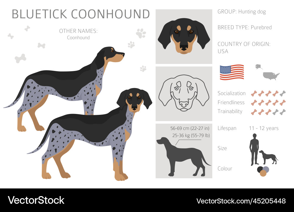 Bluetick Hunting Dog