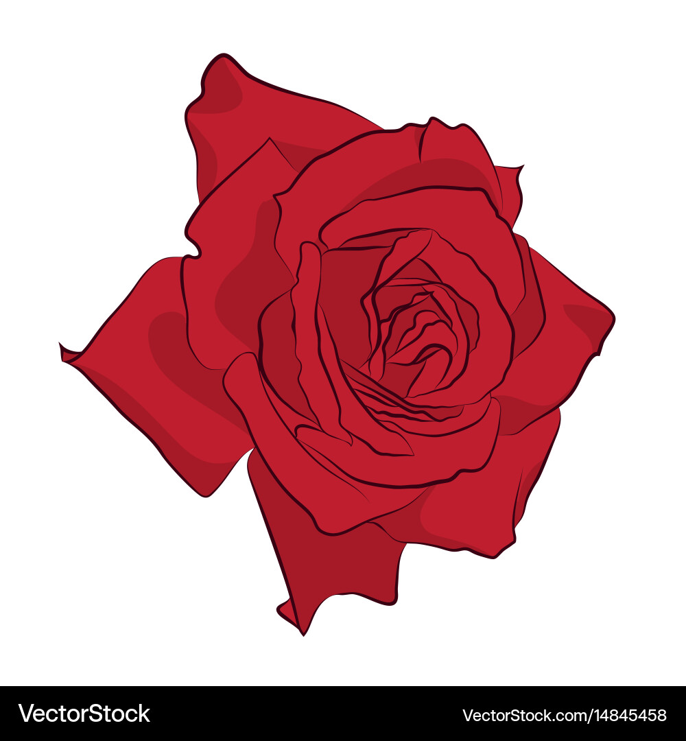 Beautiful red rose isolated on white background Vector Image