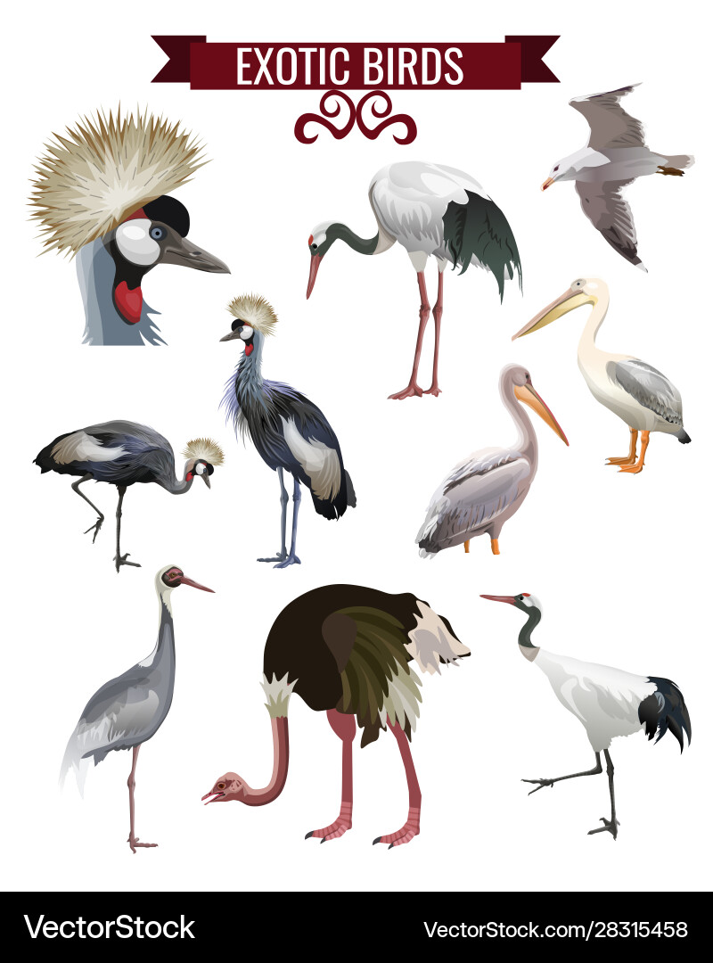 Exotic birds set in realistic style design Vector Image