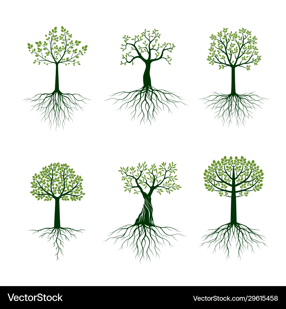 Set trees and green leaves roots Royalty Free Vector Image