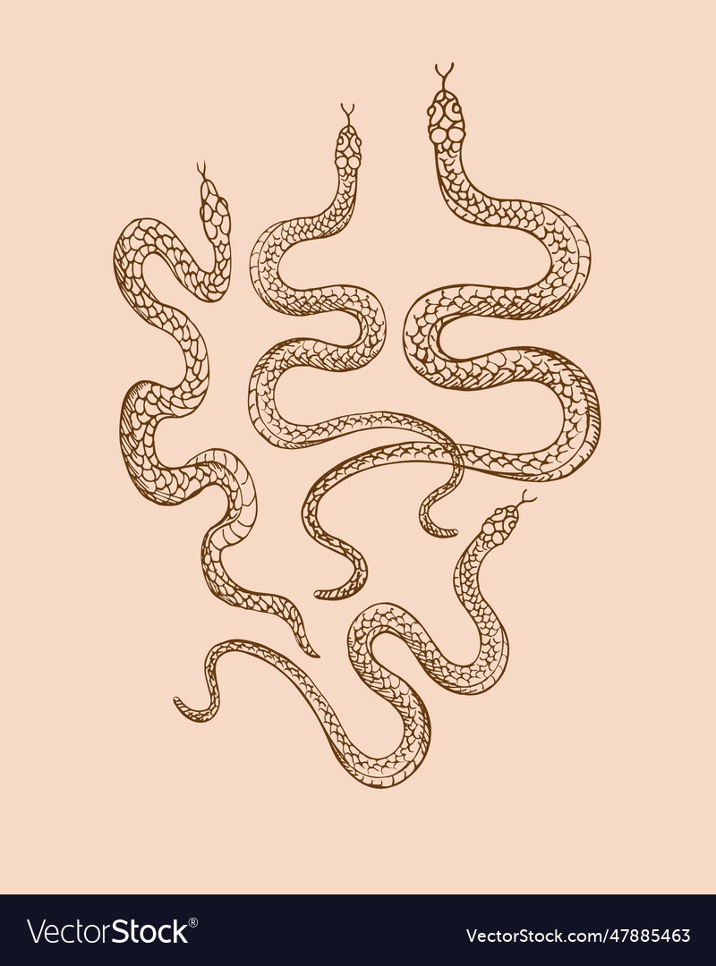 Snakes animal hand drawn Royalty Free Vector Image