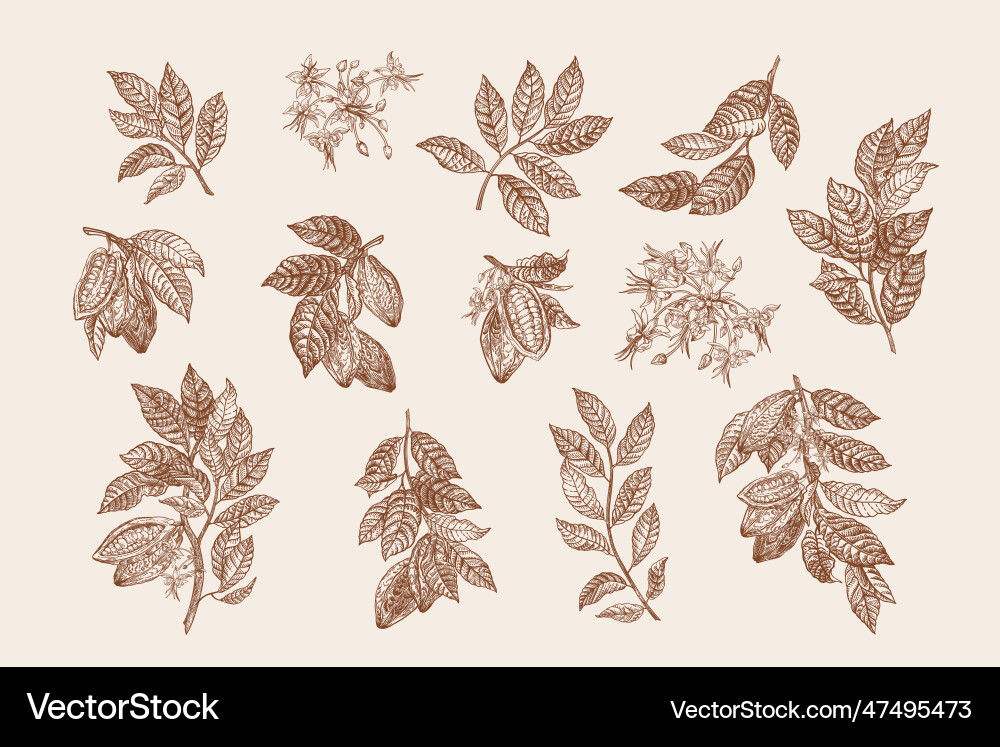 Set of cocoa plants engraving Royalty Free Vector Image