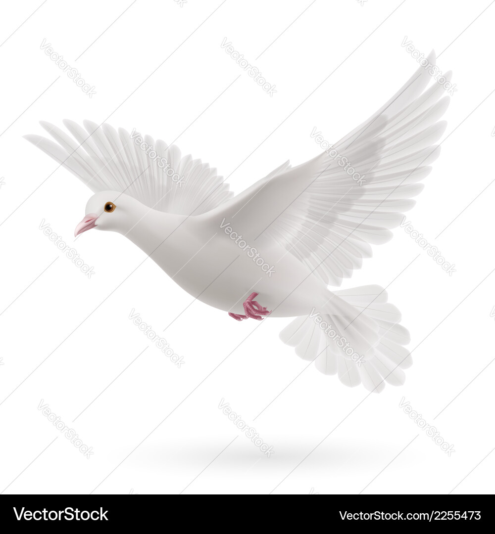 White dove Royalty Free Vector Image - VectorStock