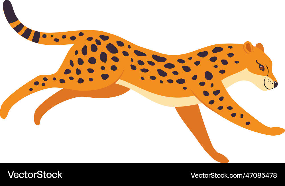 Running leopard as wild cat with long spotted body