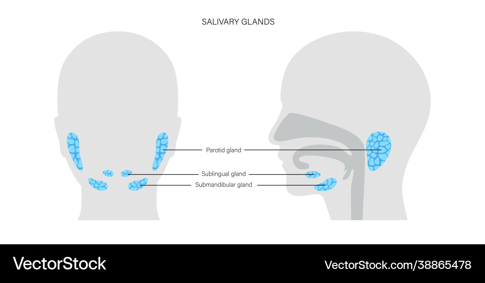 Salivary gland concept Royalty Free Vector Image