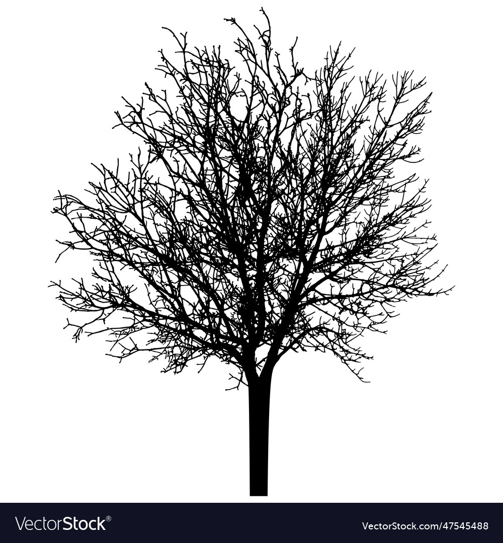 Bare tree silhouette beautiful leafless tree Vector Image