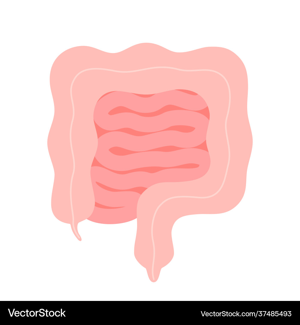 Intestine organ digestive bowel system healthy Vector Image