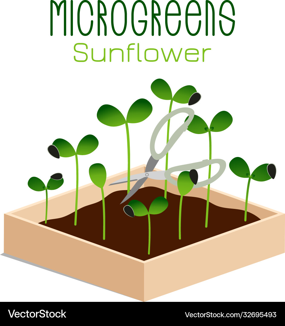 Microgreens sunflower sprouts in a bowl Royalty Free Vector