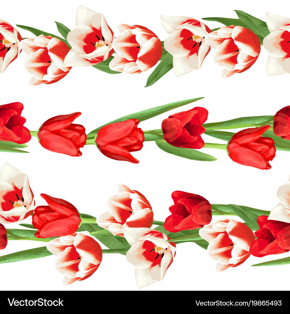 Seamless borders with red and white tulips Vector Image