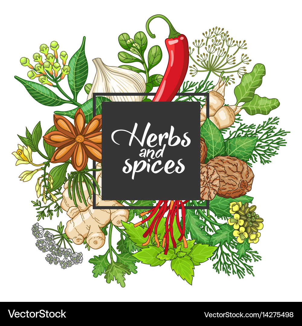 Hot square design with spices and herbs Royalty Free Vector
