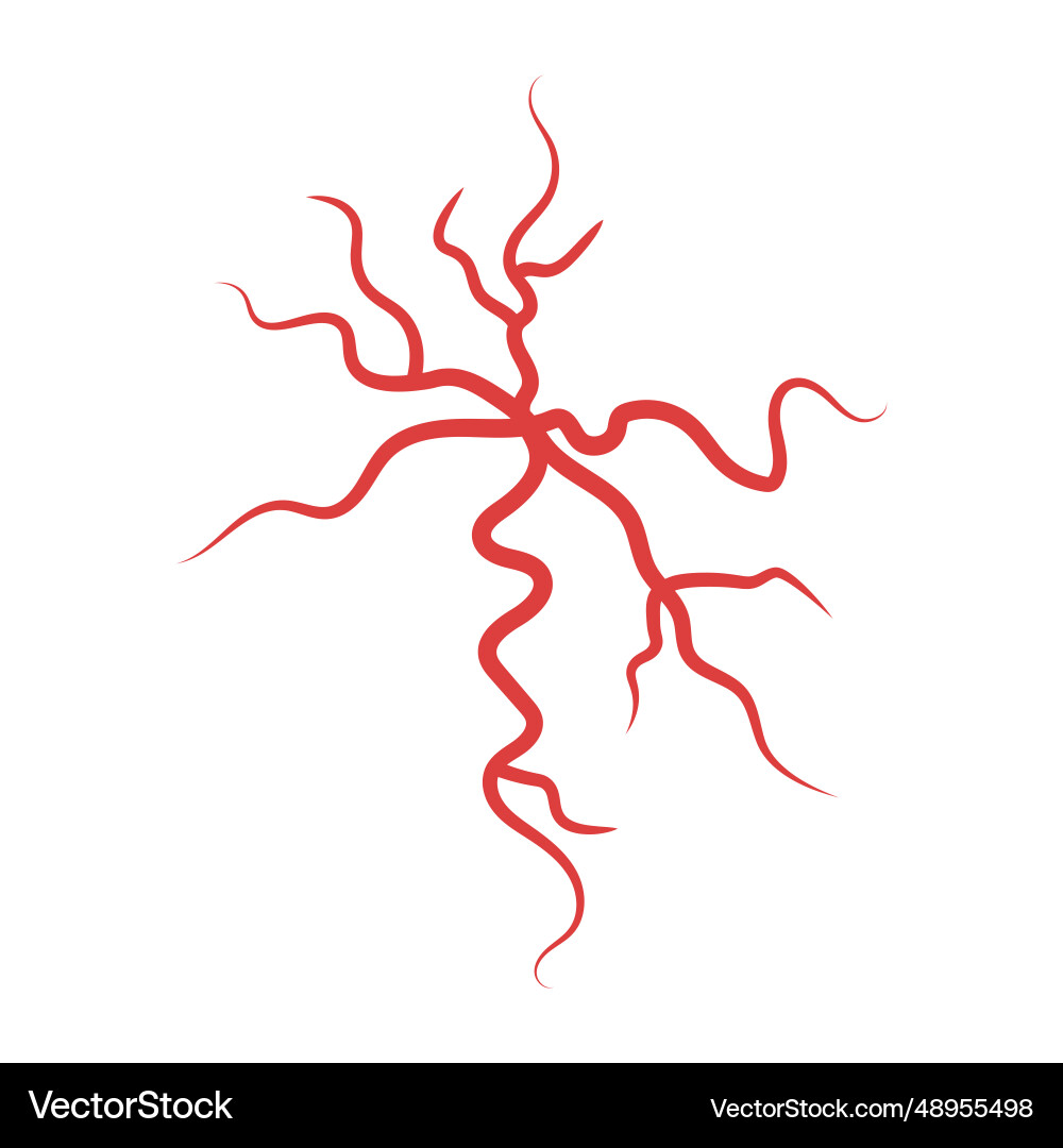 Red spider veins anatomy Royalty Free Vector Image