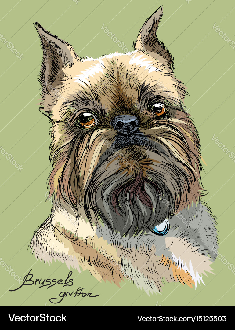 Colored brussels griffon dog portrait Royalty Free Vector