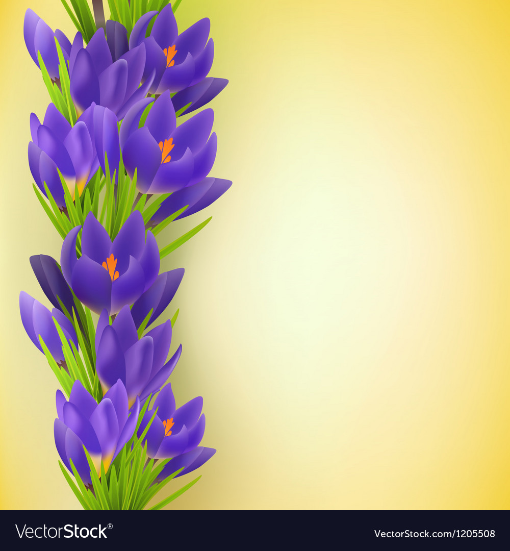 Spring card with crocus border Royalty Free Vector Image