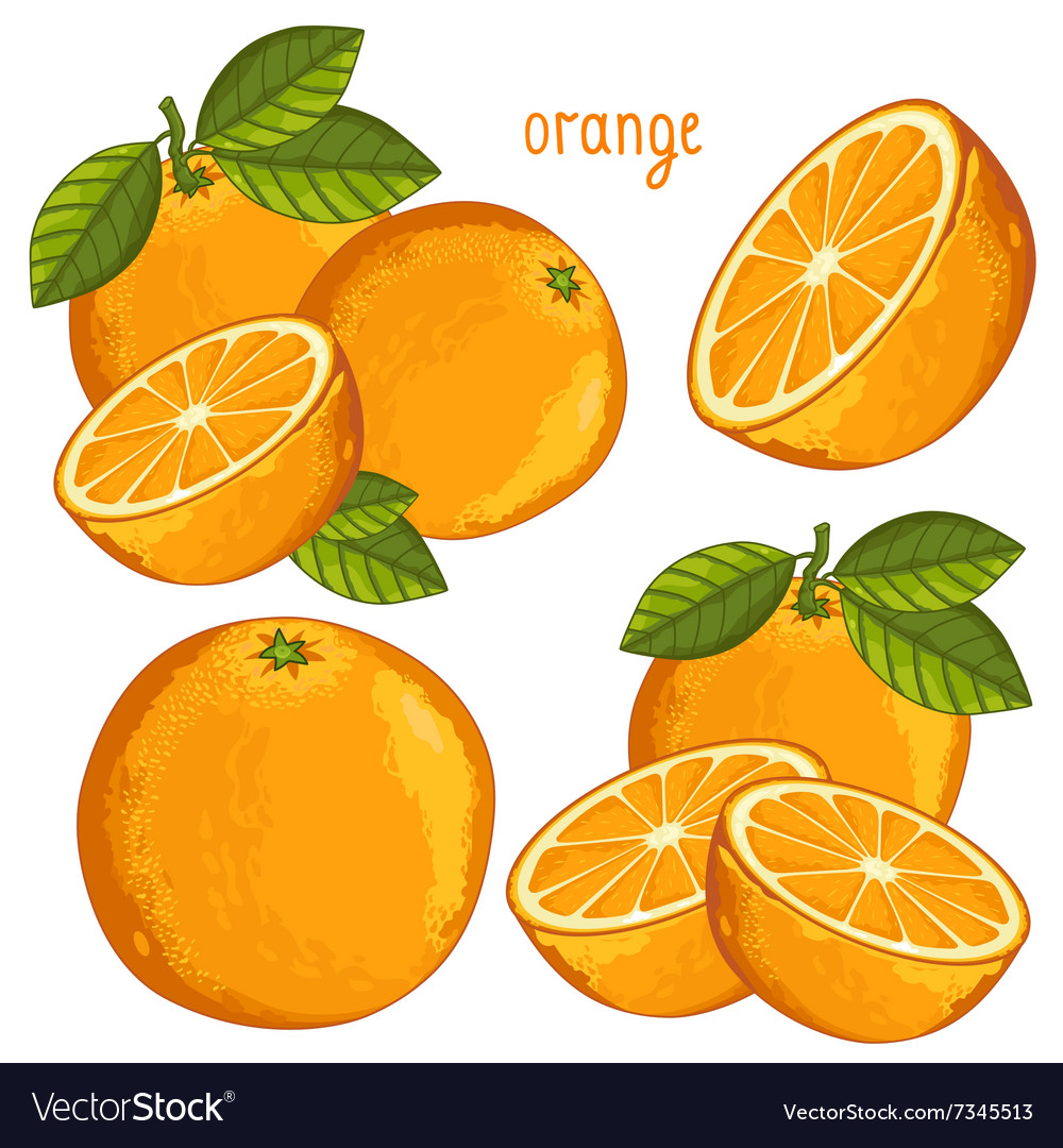 Orange isolated Royalty Free Vector Image - VectorStock
