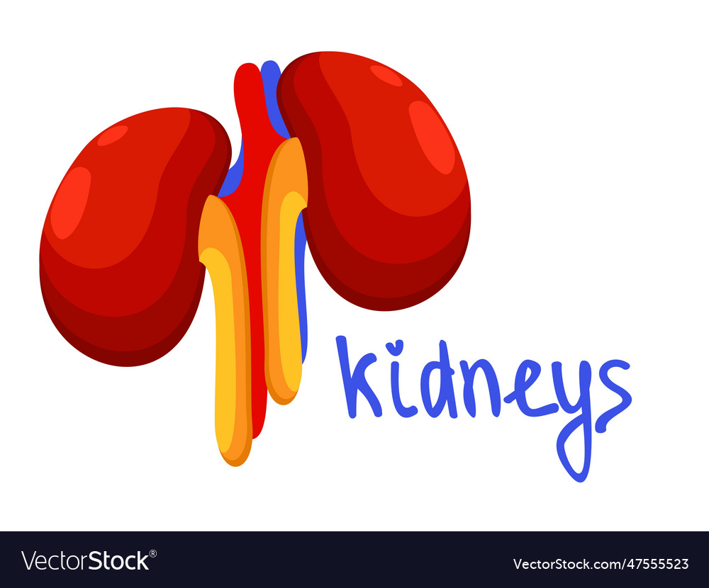 Kidneys Royalty Free Vector Image - VectorStock