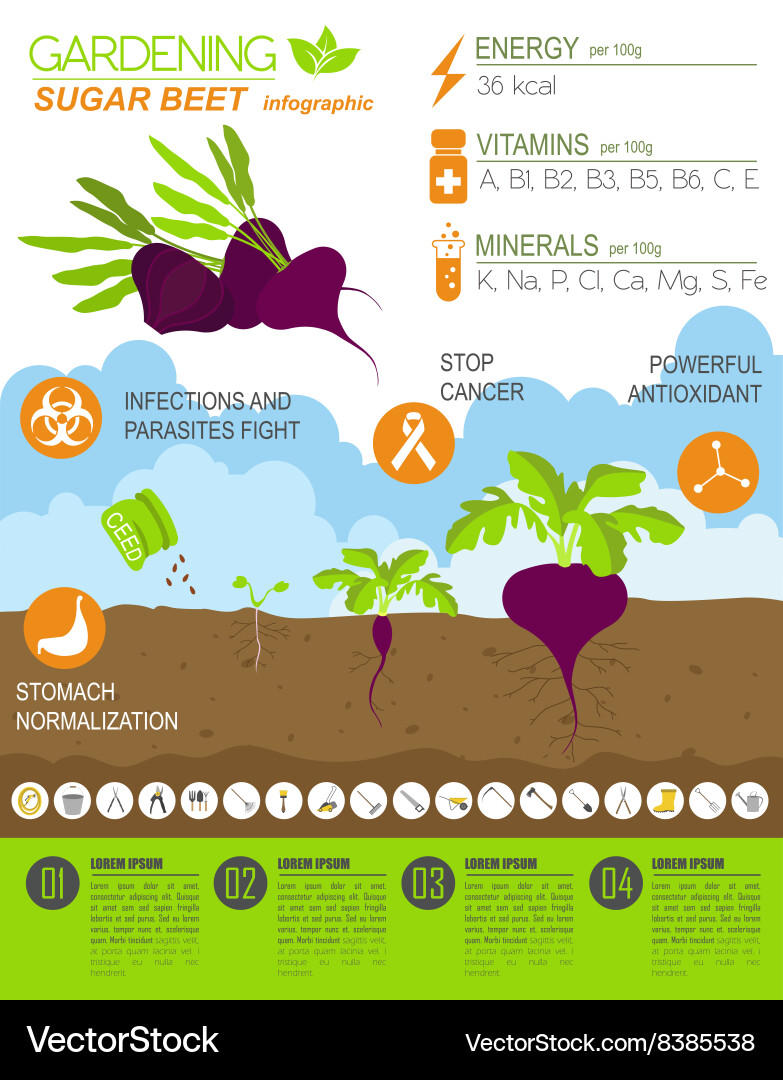 Gardening work farming infographic sugar beet Vector Image