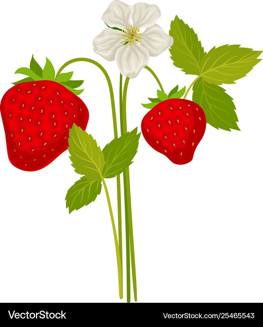Berries and strawberry flower on stem Royalty Free Vector
