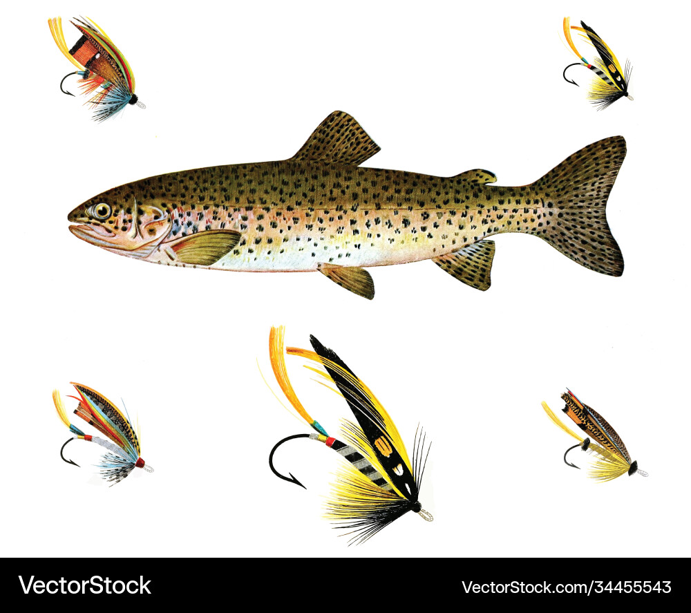 Steelhead trout with flies Royalty Free Vector Image