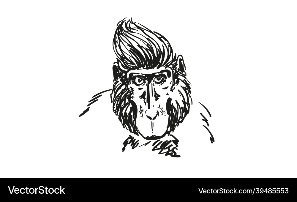 Black ape handsome stylish portrait drawing Vector Image