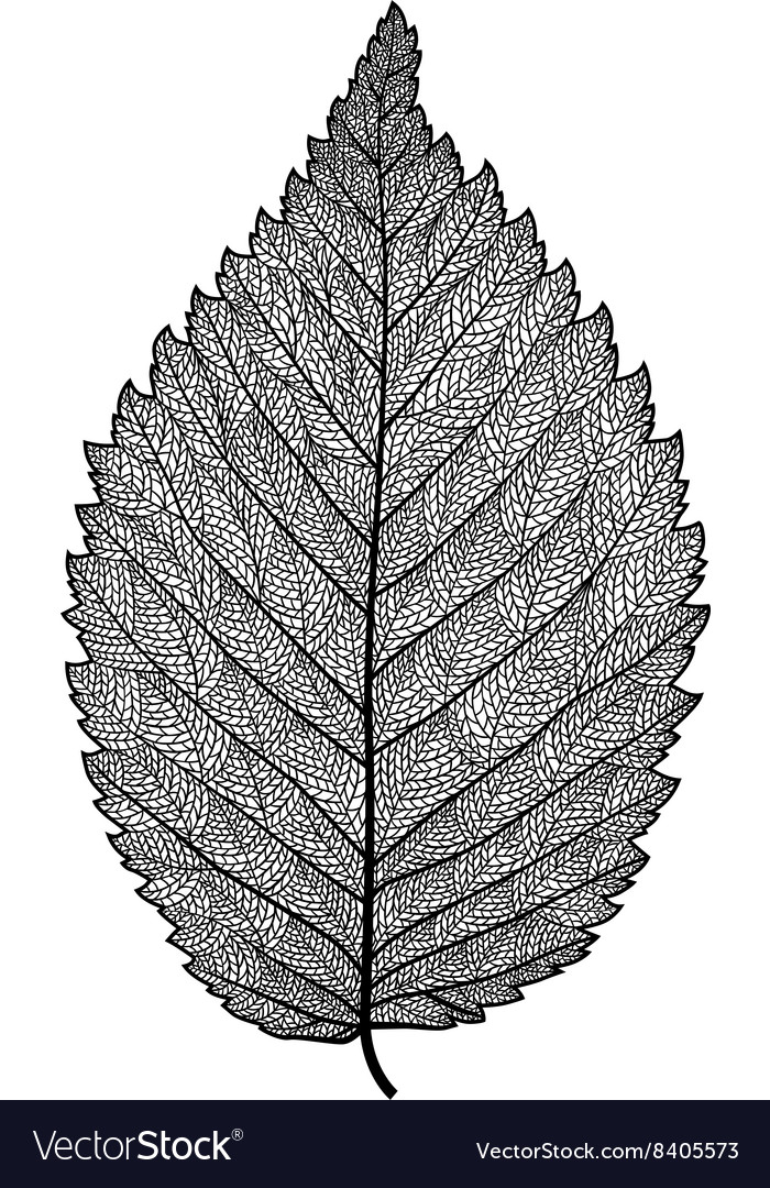 Skeletonized leaf Royalty Free Vector Image - VectorStock