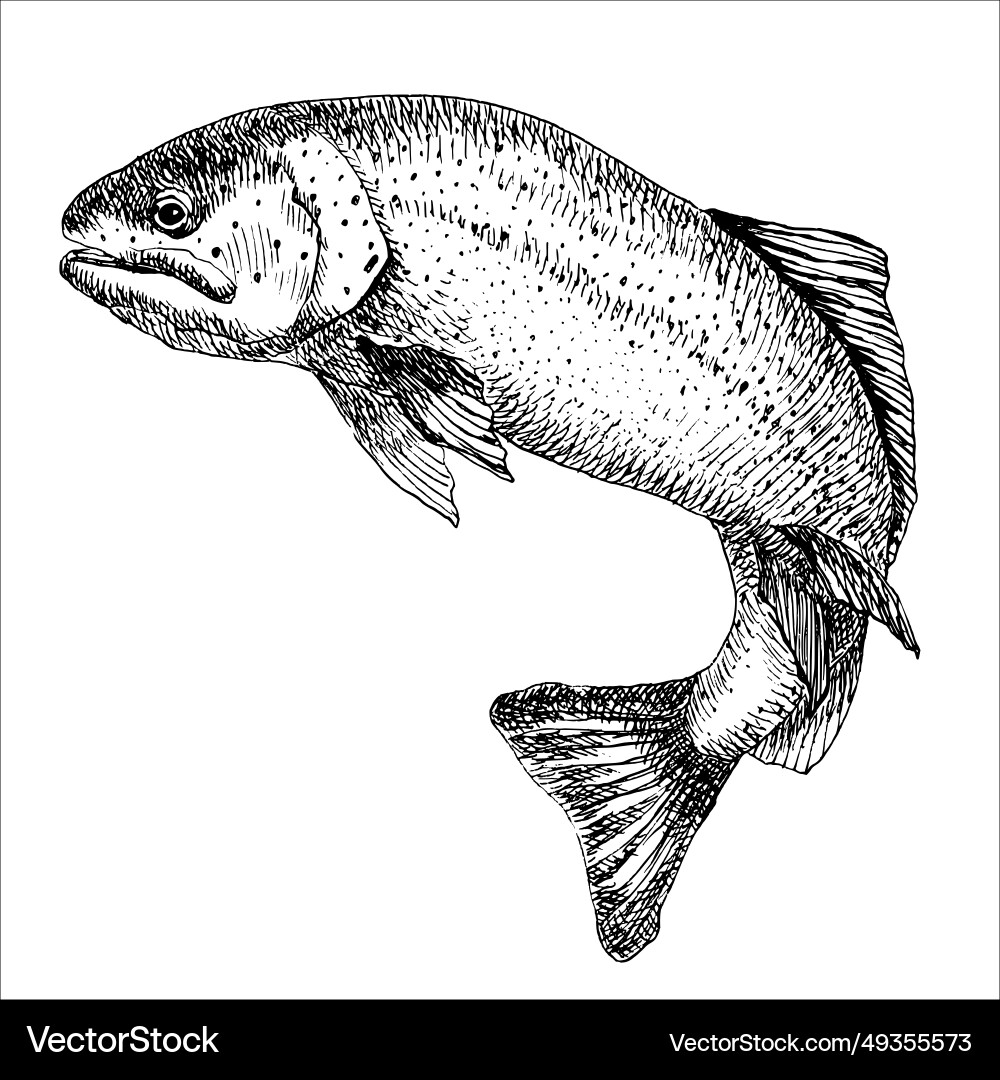 Trout fish in hand drawn strokes realistic Vector Image