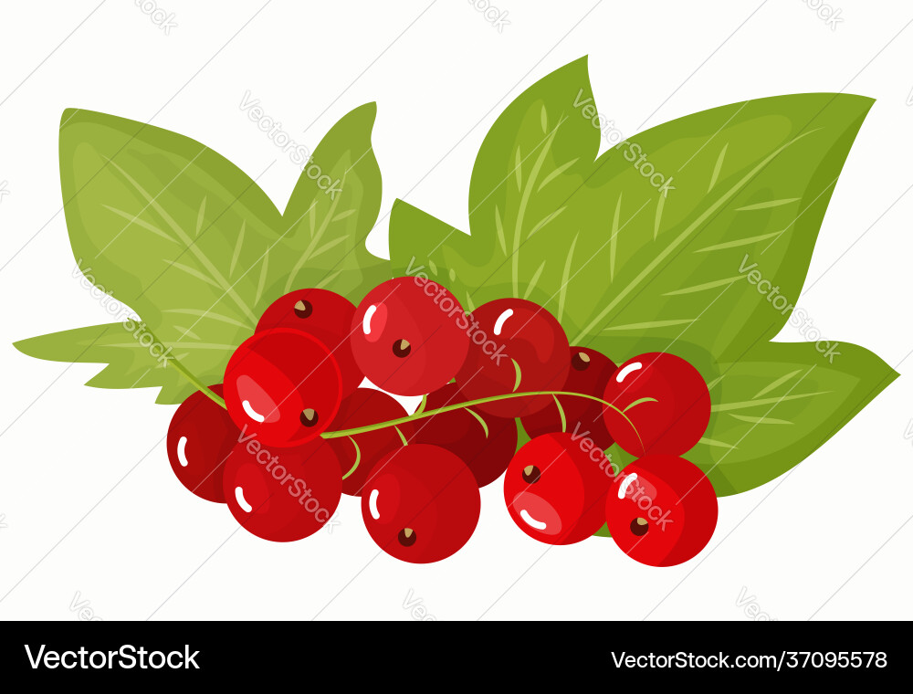 A branch ripe red currant isolated on white Vector Image