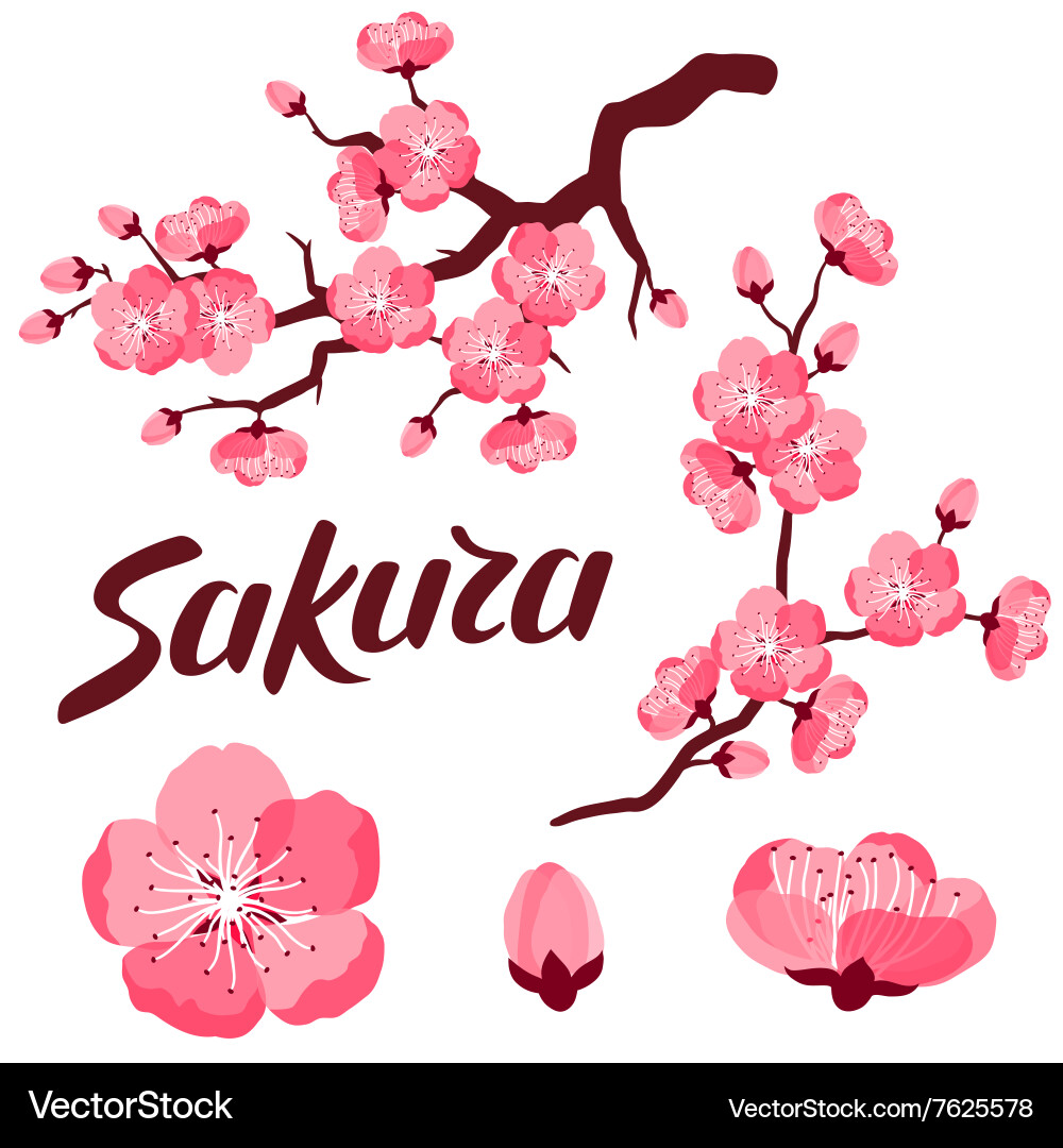 Japanese sakura set of branches and stylized Vector Image