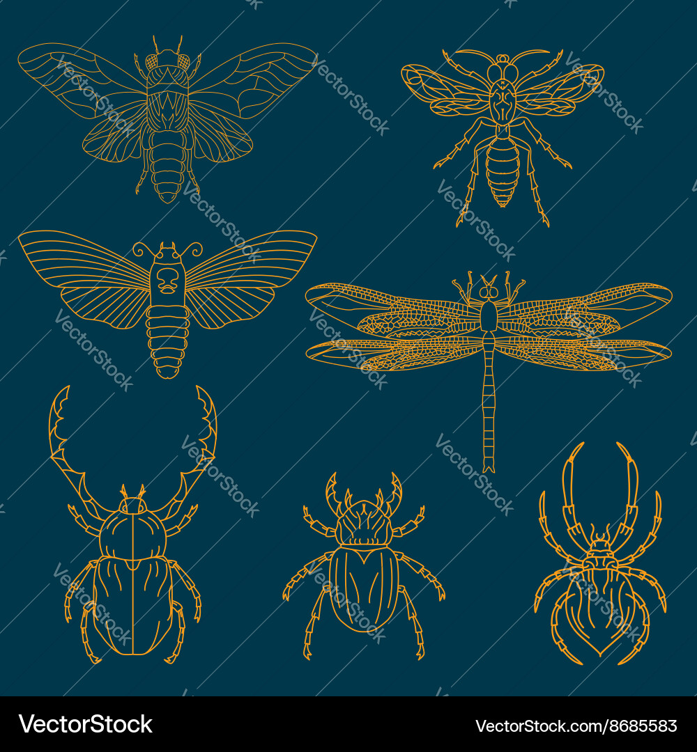 Set of the insects Royalty Free Vector Image - VectorStock