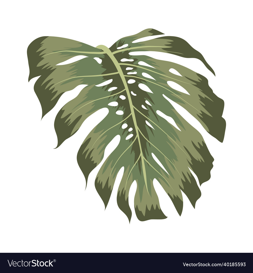 Nice monstera Royalty Free Vector Image - VectorStock