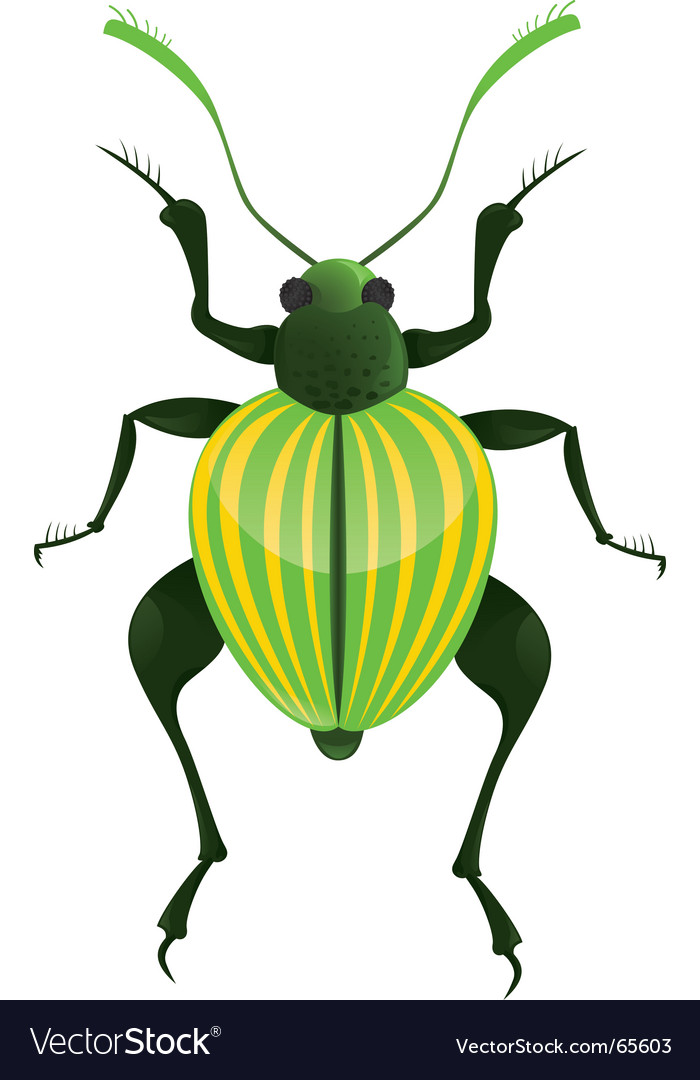 Insect Royalty Free Vector Image - VectorStock