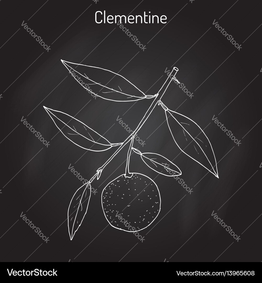 Clementine citrus clementina citrus fruit Vector Image